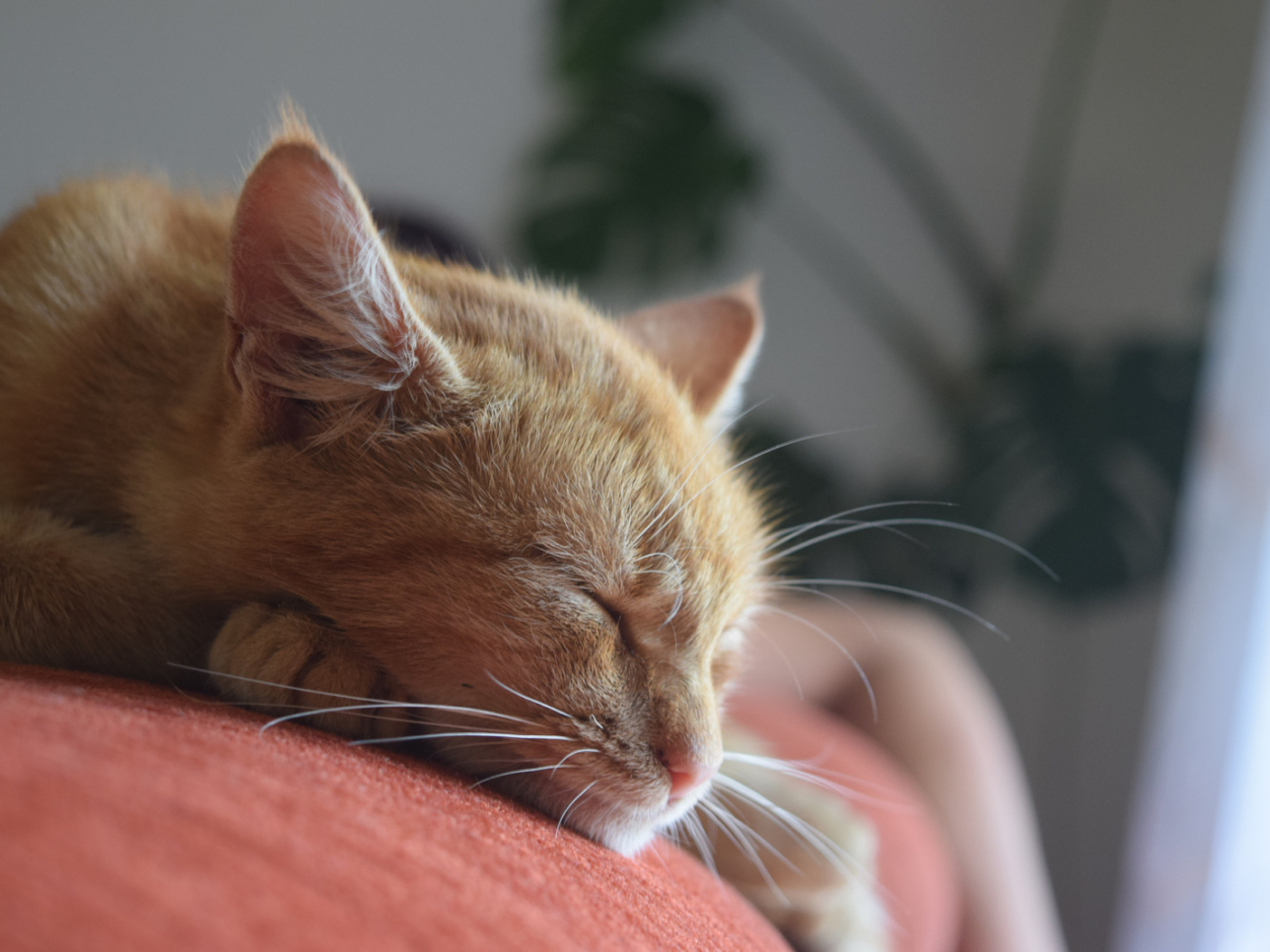 Welke hypoallergene kat past bij jou? - Just Russel