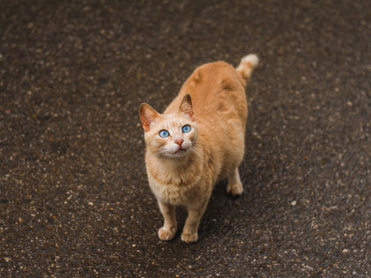 Kattentaal: wat vertelt de staart van je kat écht? - Just Russel