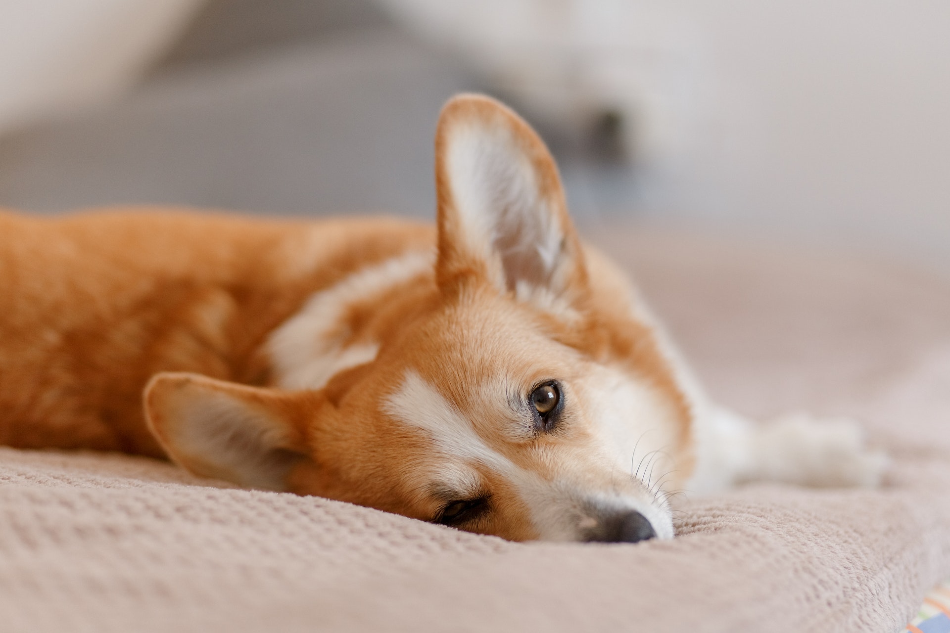 Dit zijn de signalen van longkanker bij een hond - Just Russel